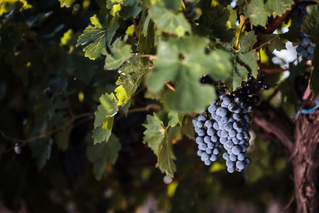 International Tempranillo Day | The Bubbly Professor