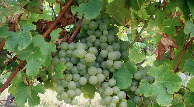 Cheat Sheets for White Wine Grapes | The Bubbly Professor