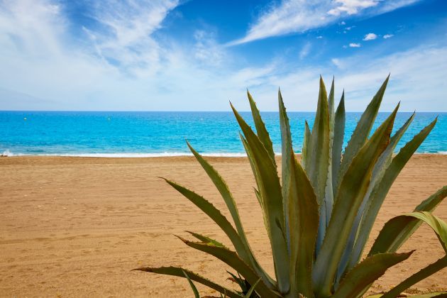 Five Fast Facts about Agave | The Bubbly Professor