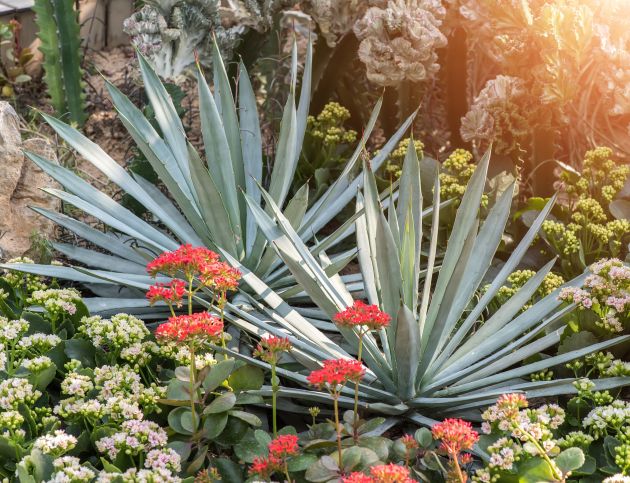 Five Fast Facts about Agave | The Bubbly Professor
