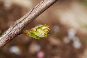 Five Fast Facts about Budbreak | The Bubbly Professor