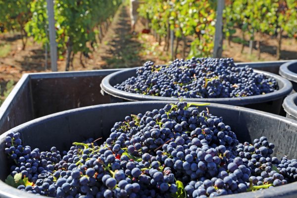 The Bubbly Professor | Excellent Adventures in Wine and Spirits Education