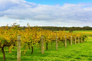 Five Fast Facts about the Margaret River Region | The Bubbly Professor