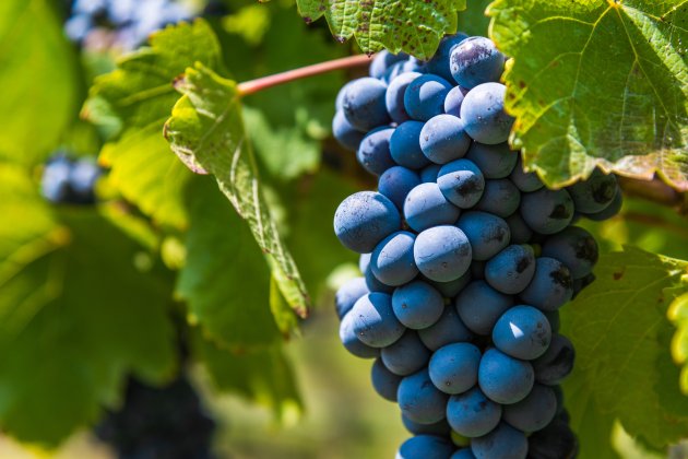 Cheat Sheets for Red Wine Grapes | The Bubbly Professor