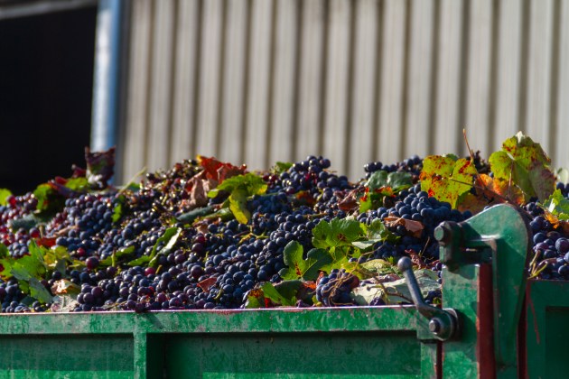 Cheat Sheets for Red Wine Grapes | The Bubbly Professor